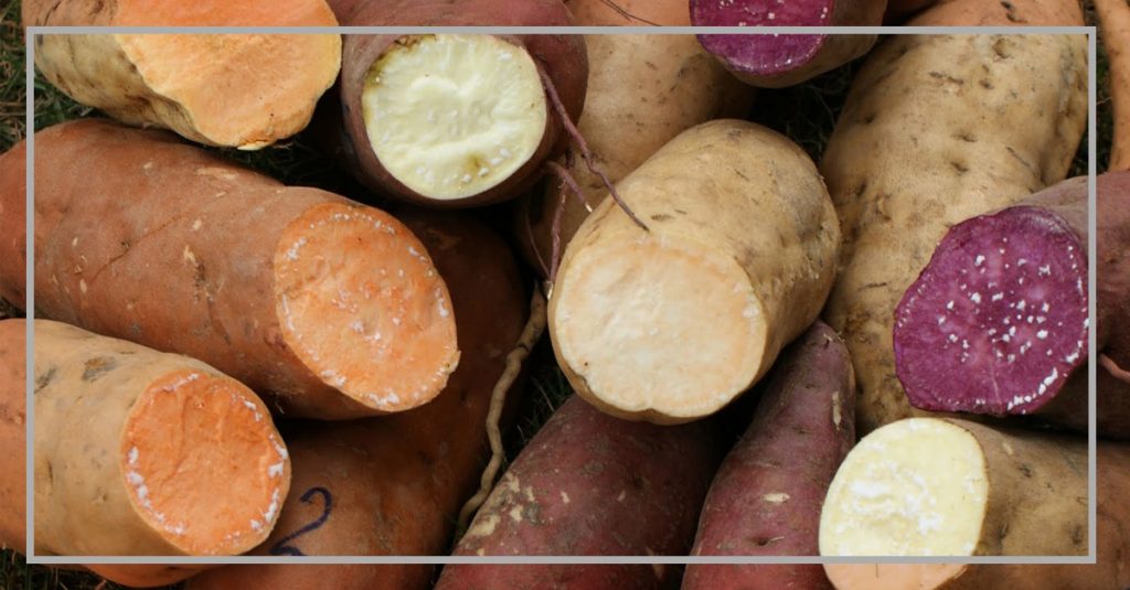 Tipos de Camotes (Boniatos) - Descripción y datos importantes » Camote
